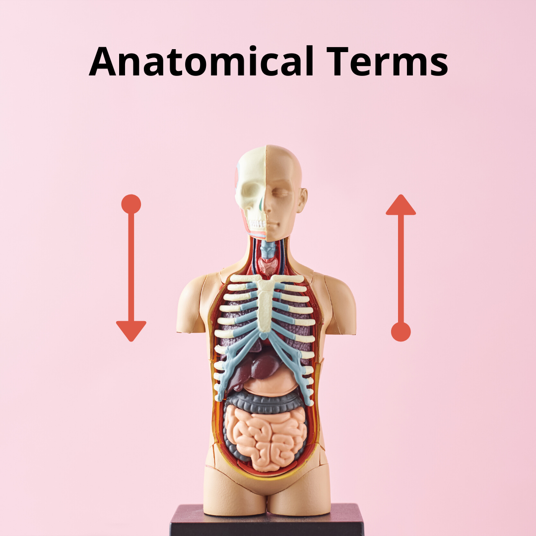 Study – RDHopes.com