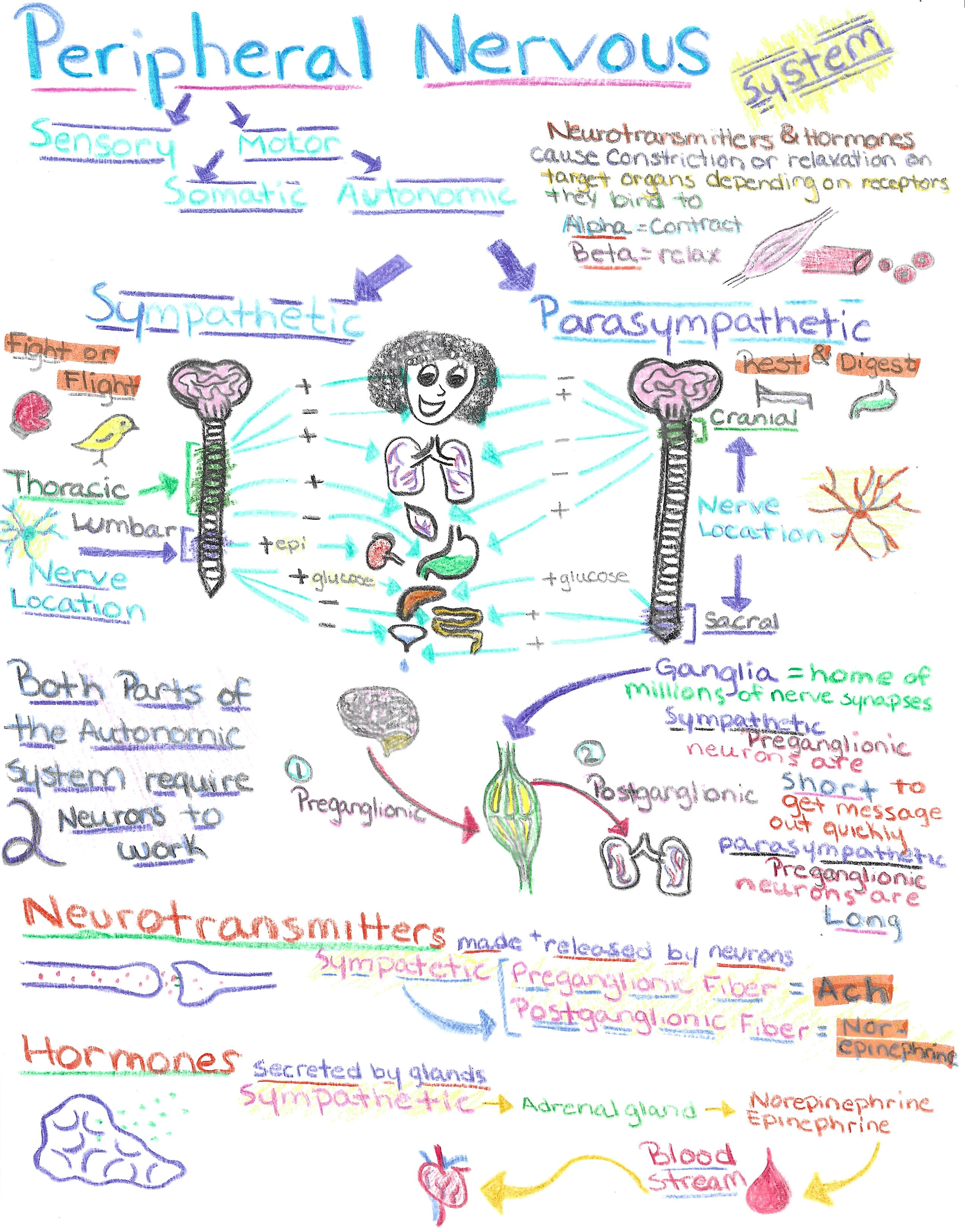 Peripheral Nervous System Study Sheet – RDHopes.com