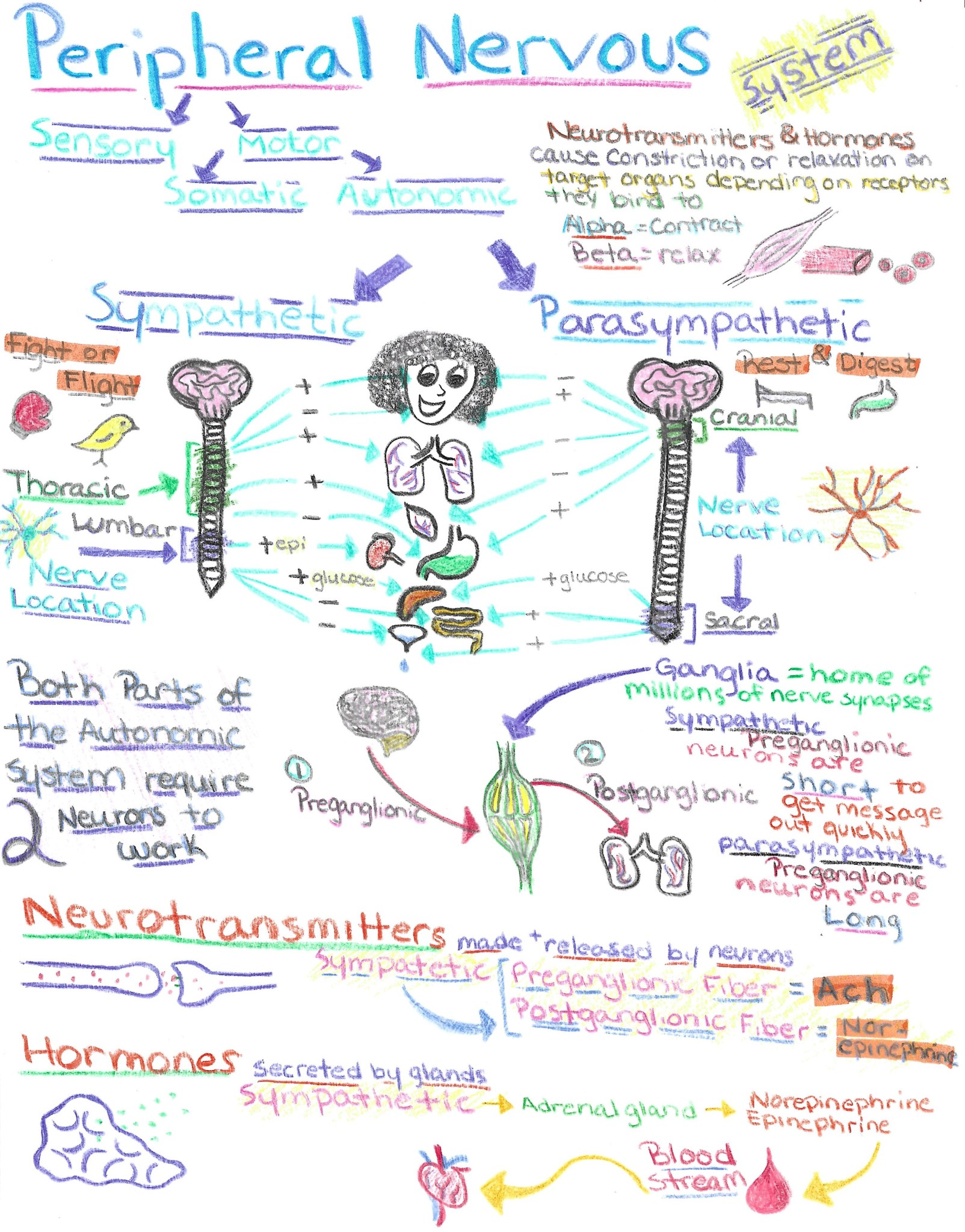 Peripheral Nervous System Study Sheet – RDHopes.com